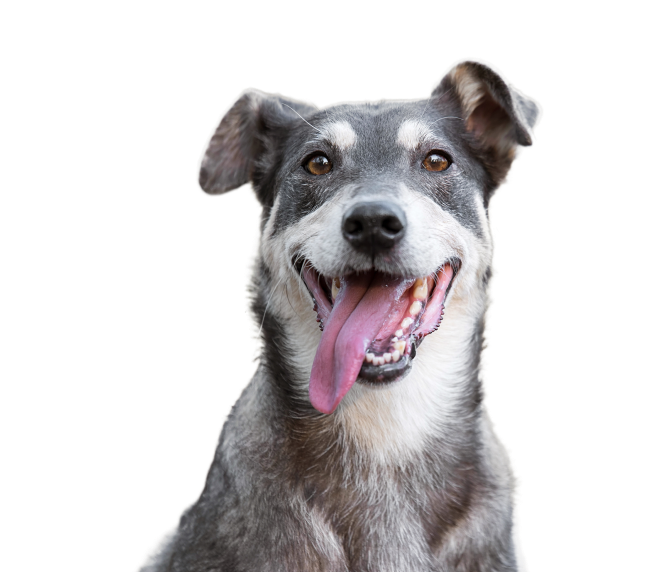 Contact Us Pinnacle Pet UK Contact Us Pinnacle Pet UK